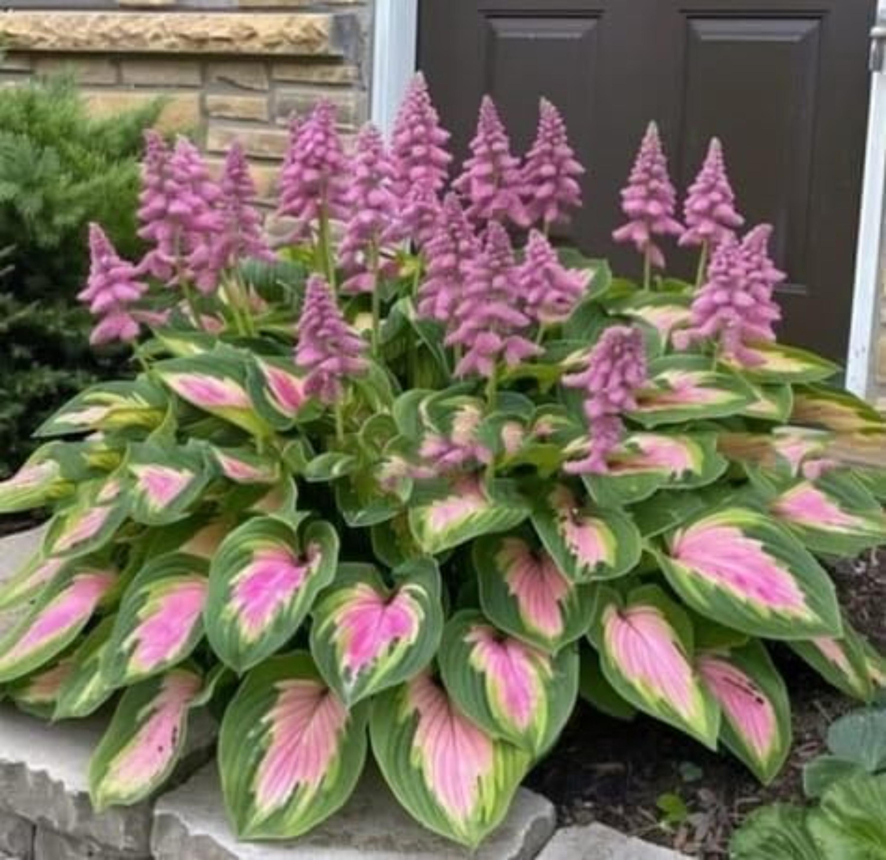 220 Green Pink Rare Hosta Seeds – Perennial Shade Foliage, Easy Grow - Etsy