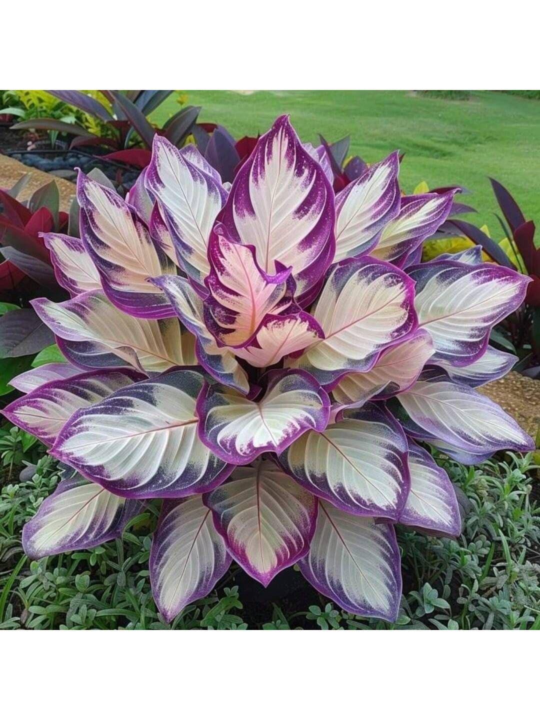 Pink Hosta Seeds | Perennial Shade Flower | Outdoor Garden Beauty - Etsy