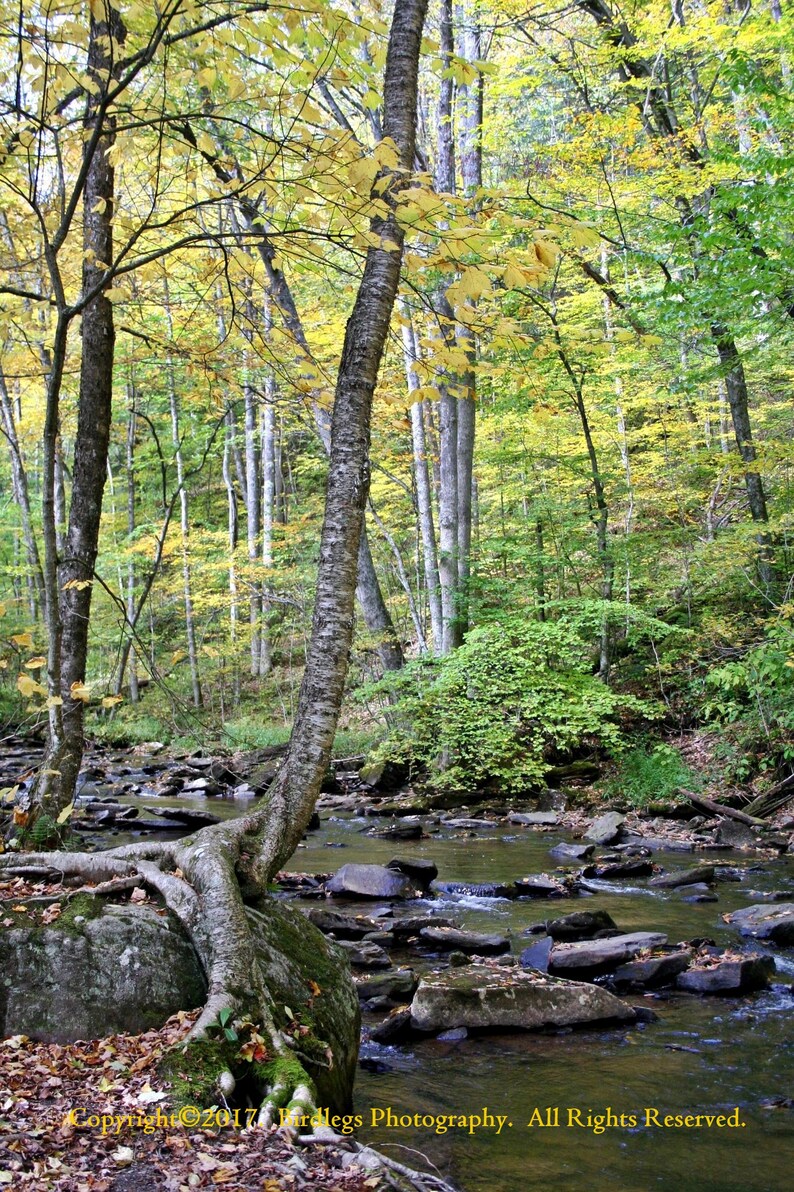 Williams River West Virginia - Etsy