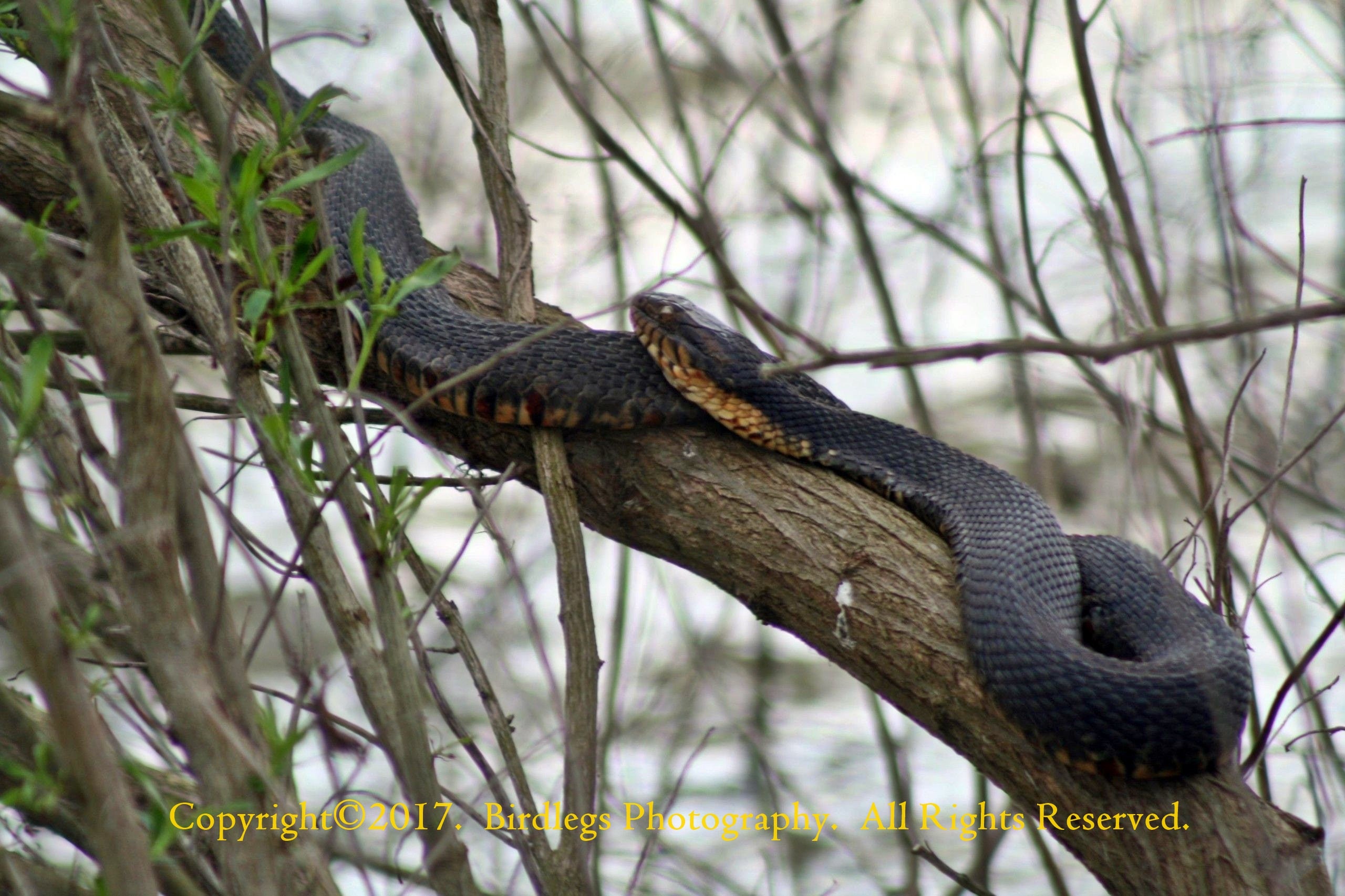 Banded Water Snake