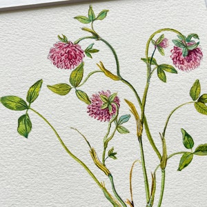 Clover 2, Original Watercolour Painting, Vintage-style, 8 X 10 Inches ...