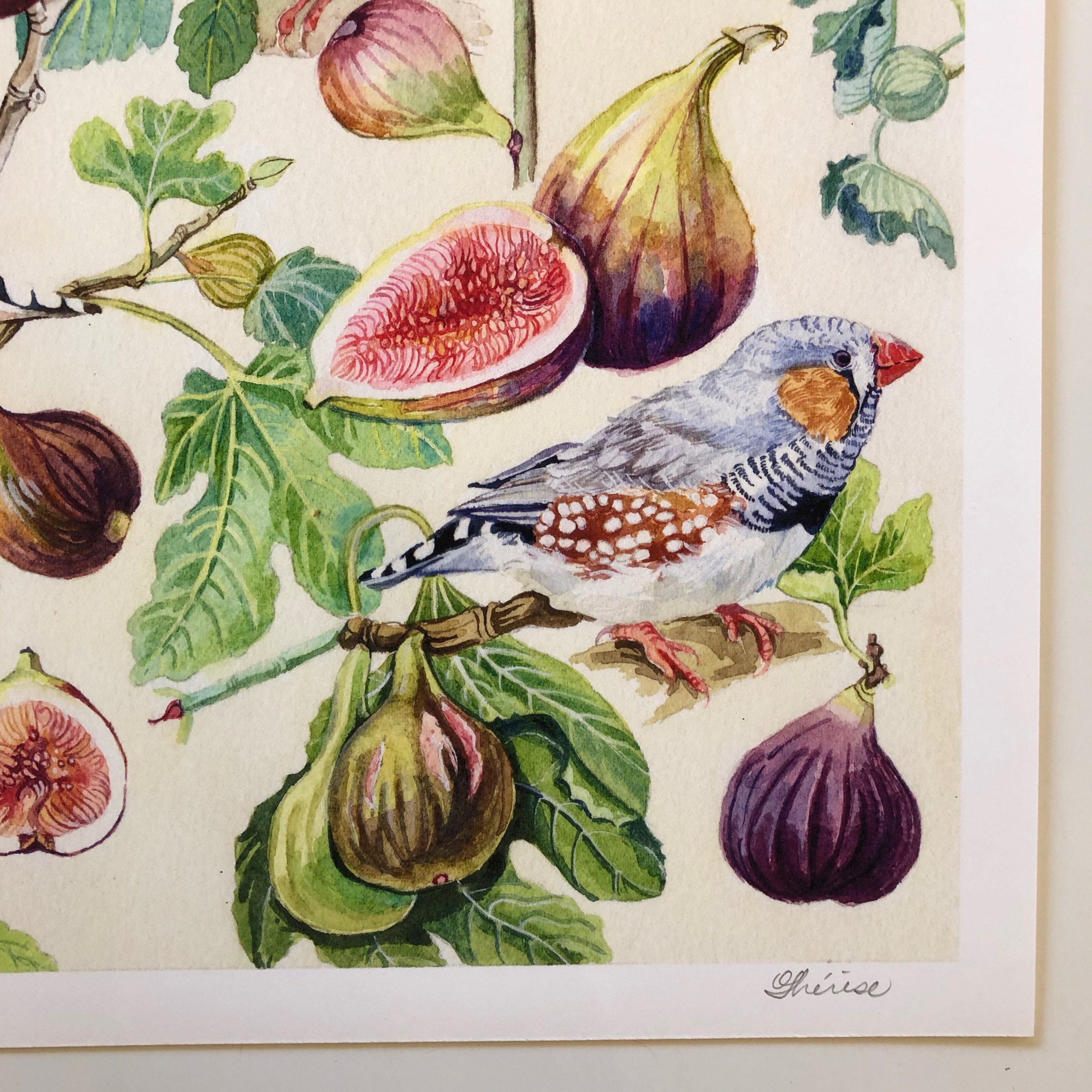 Figs and Finches, Watercolour, Botanicals and Birds Fine Art Print ...
