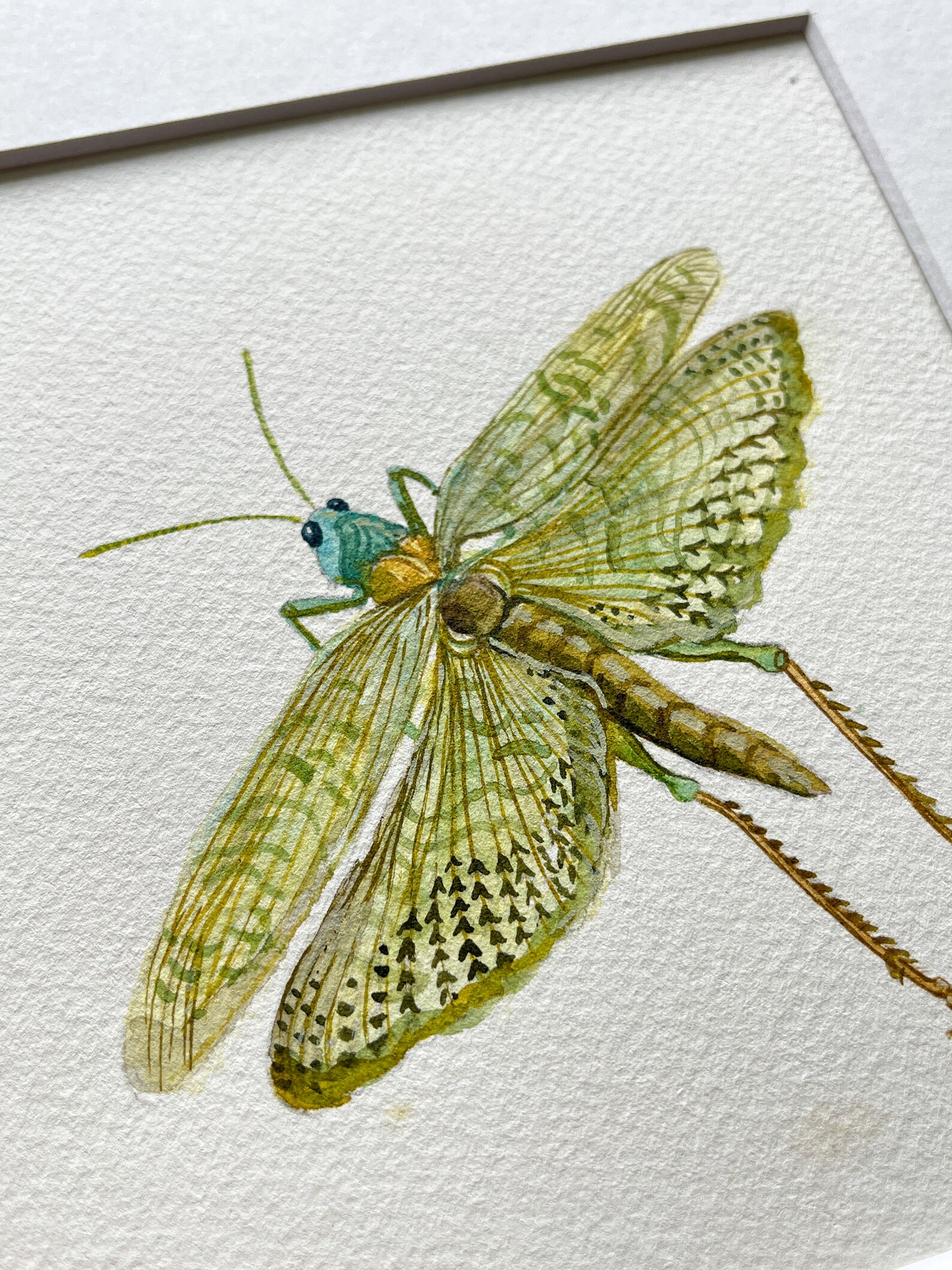 Grasshopper, Original Watercolour Painting, Matted to Fit an 8 X 10 ...