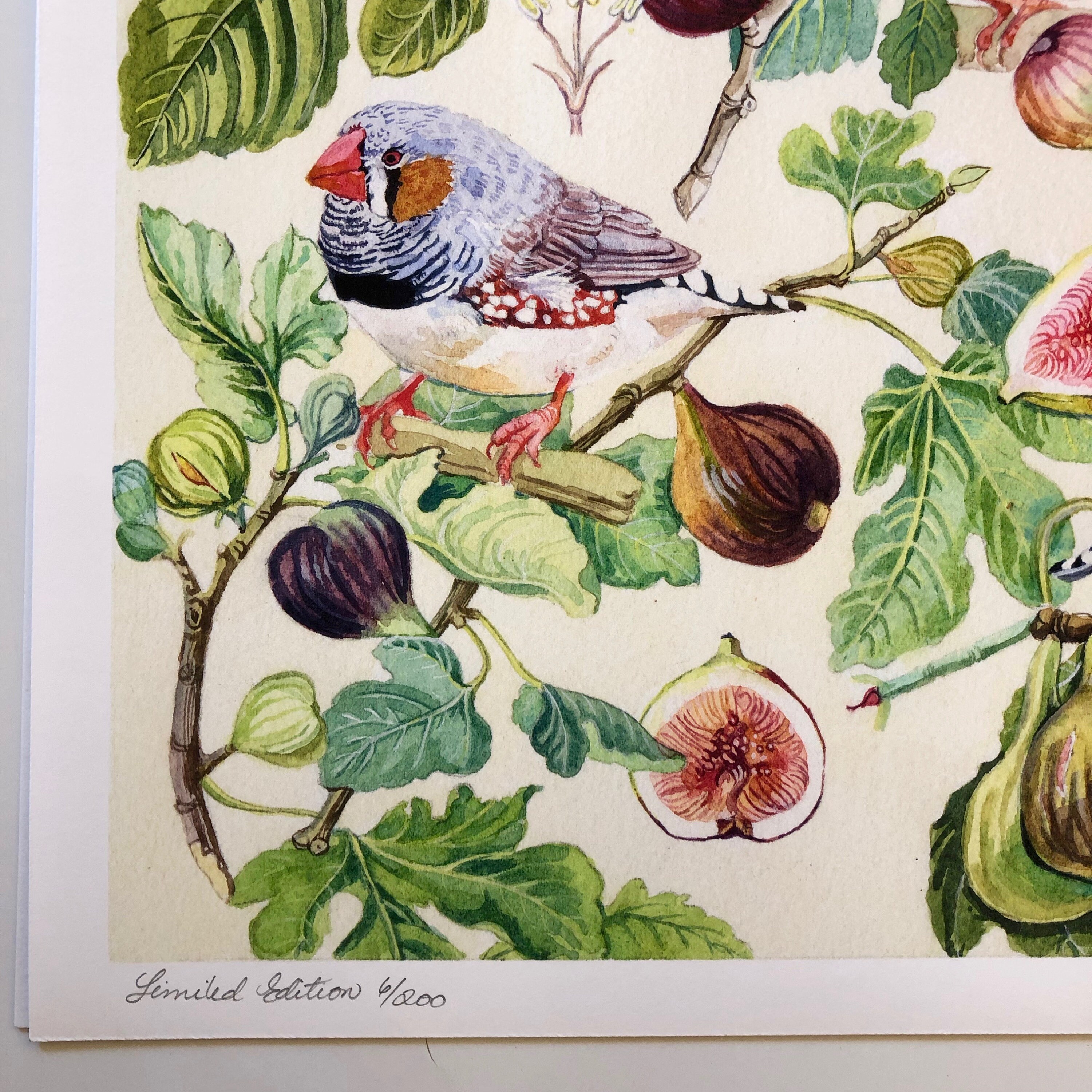 Figs and Finches, Watercolour, Botanicals and Birds Fine Art Print ...