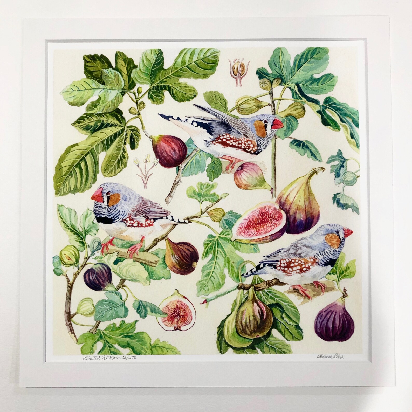 Figs and Finches, Watercolour, Botanicals and Birds Fine Art Print ...