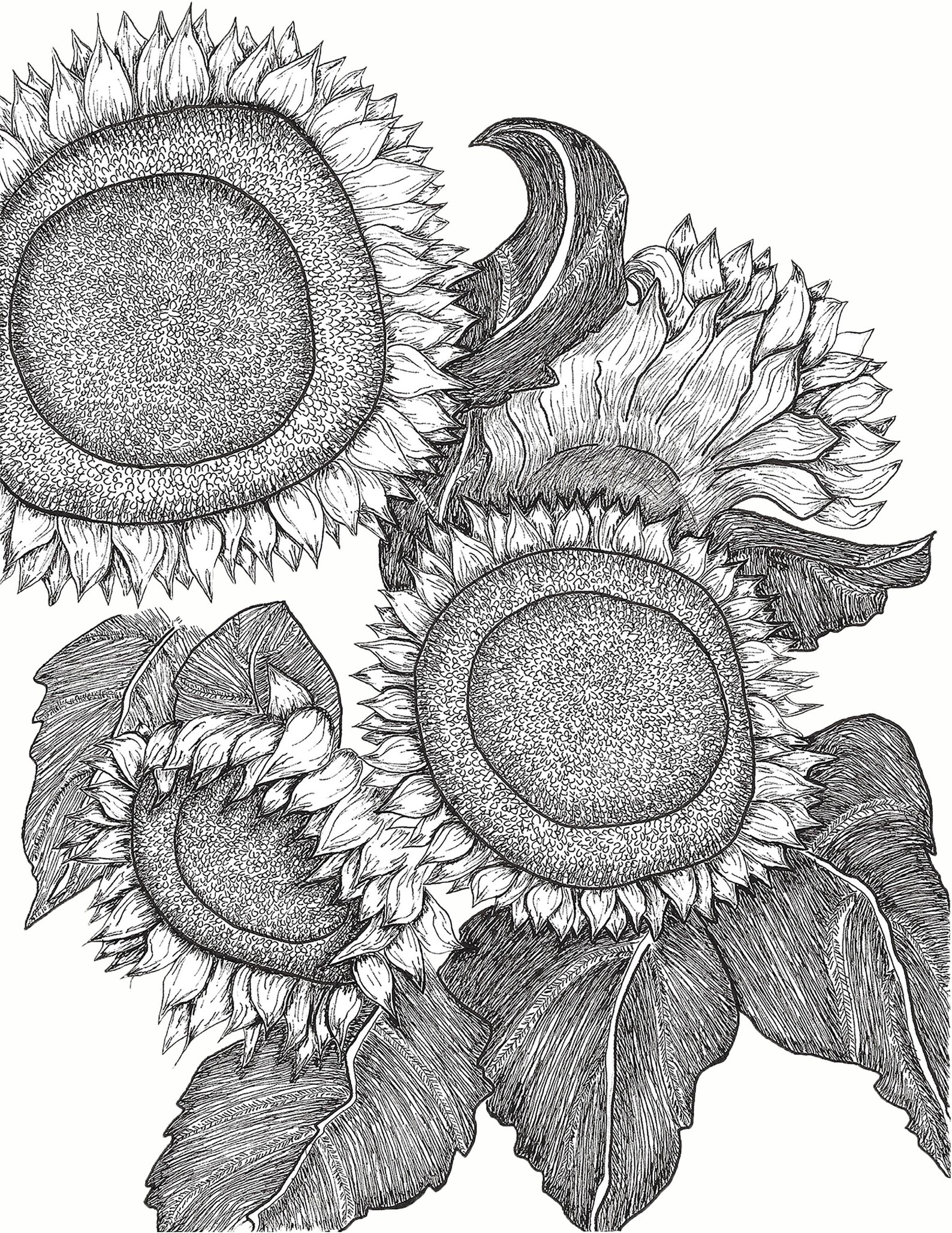 Digital Download Sunflower Ink Illustration Art Print - Etsy