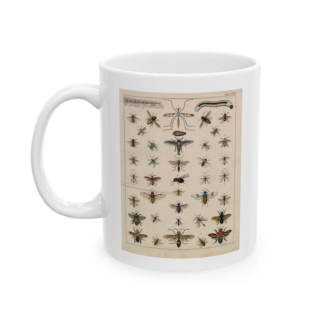 Vintage Insect Mug - Antique Insect Illustration Ceramic Cup ...