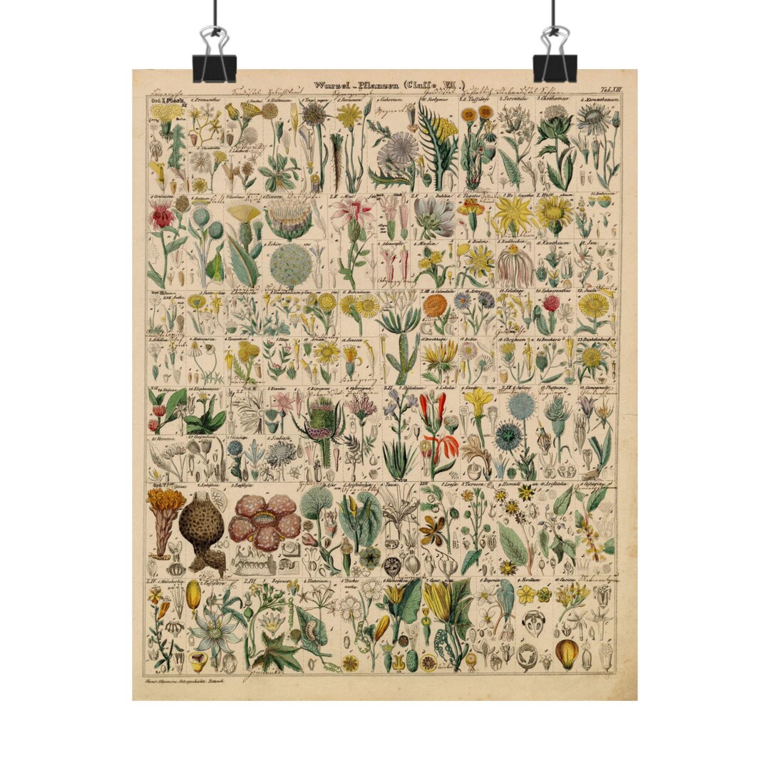 Vintage Botanical Chart Poster | Antique Floral Illustration ...