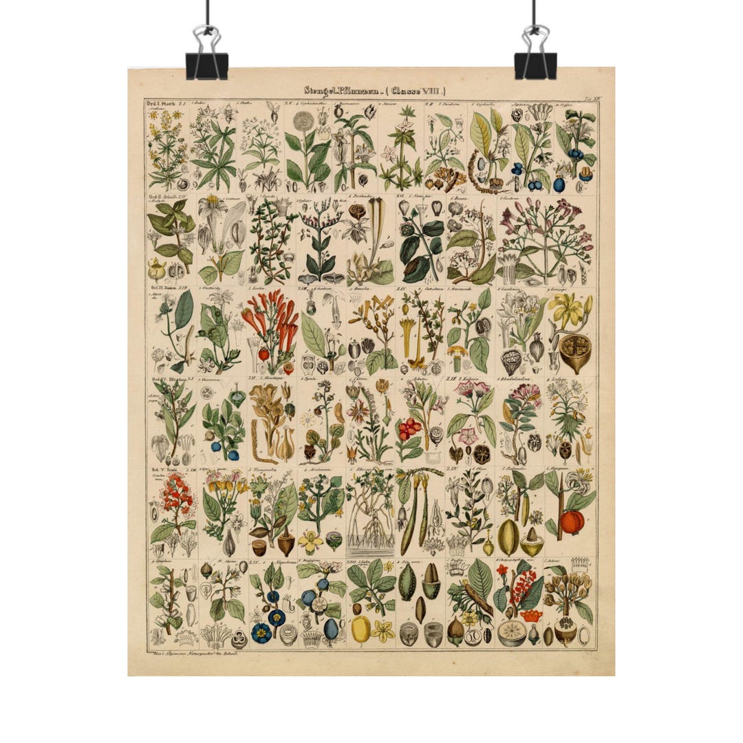 Vintage Botanical Chart Poster - Herb & Fruit Illustration - Antique ...