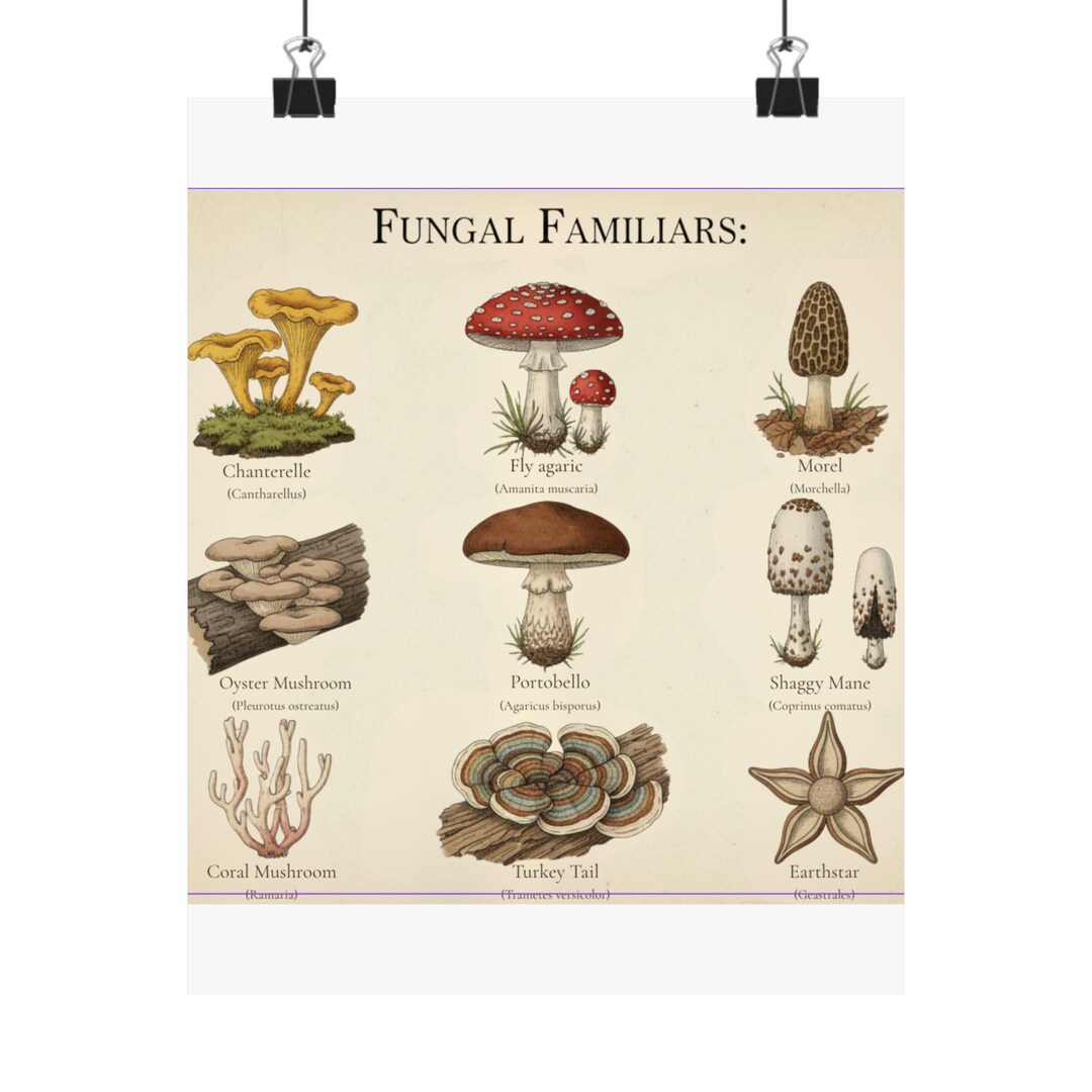 Fungi Identification Chart Poster Mycology Reference Print Mushroom