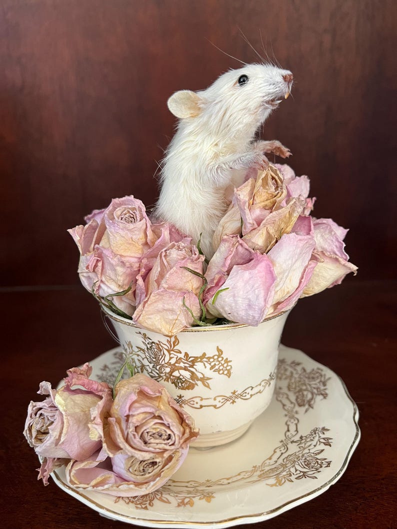 Rat Floral Display - Etsy