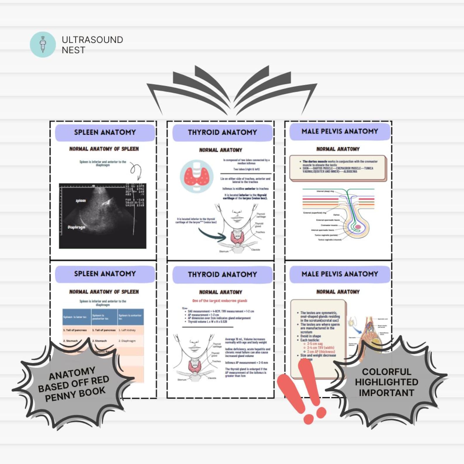 Abdomen Anatomy ARDMS Complete Study Guide Ultrasound - Etsy