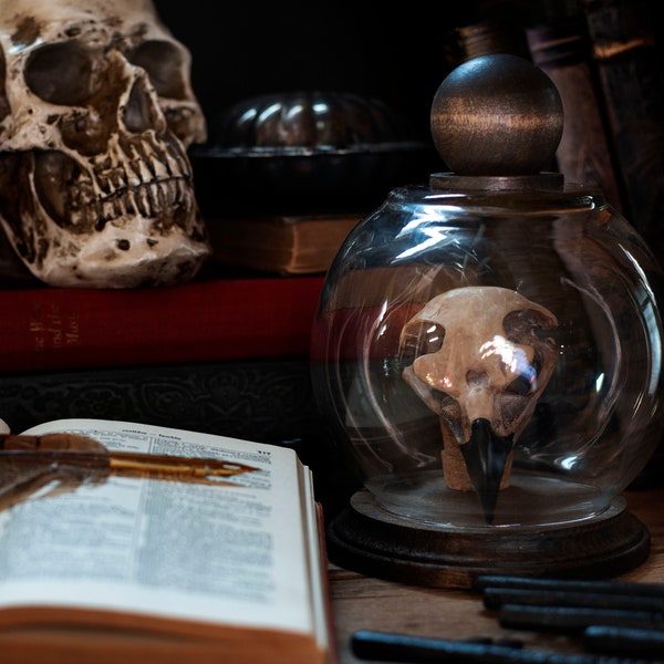 Glass Display Case - Etsy