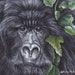 Limited Edition Print of Original Howler Monkey Watercolor Painting - Etsy