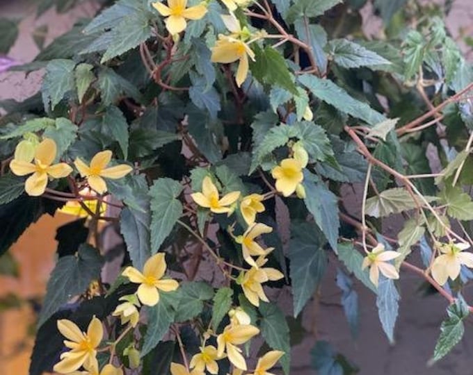Daystar Yellow Begonia . Trailing Begonia . Well Rooted Plant - Etsy