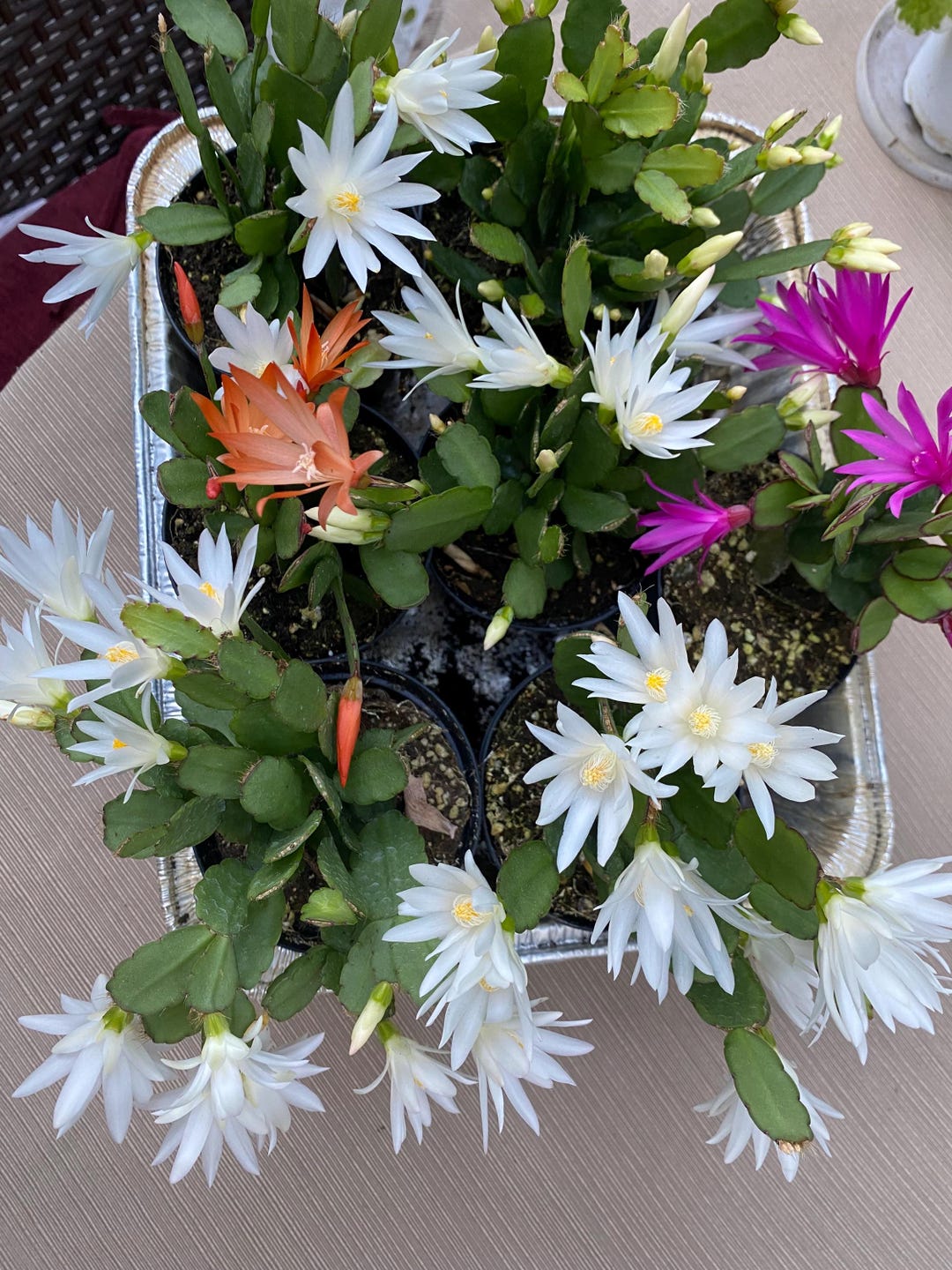 Easter Cactus . Rhipsalidopsis Gaertneri. White. Well Rooted - Etsy
