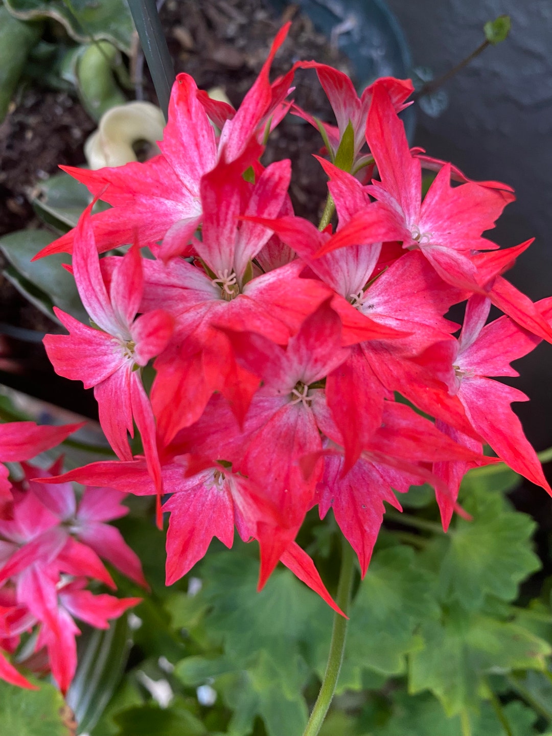 SALE. Fireworks Geranium Rooted. White, Hot Pink Flowers. Stellar ...