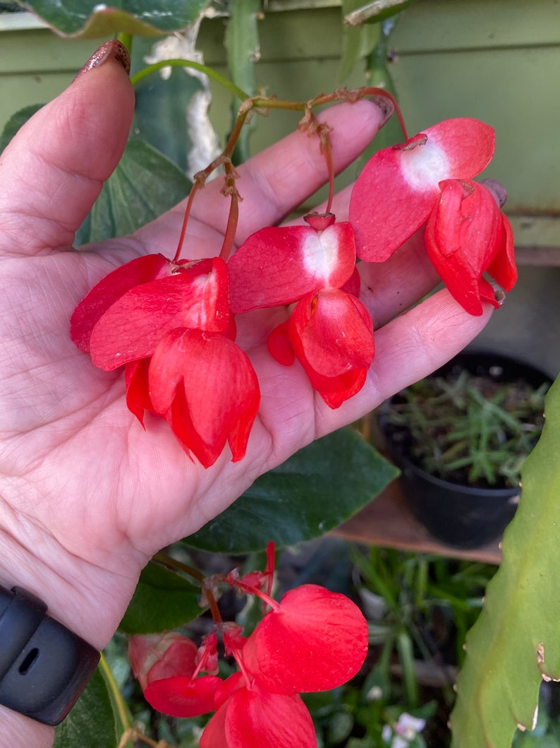 Begonia Dragon Wing Red . Rooted. - Etsy