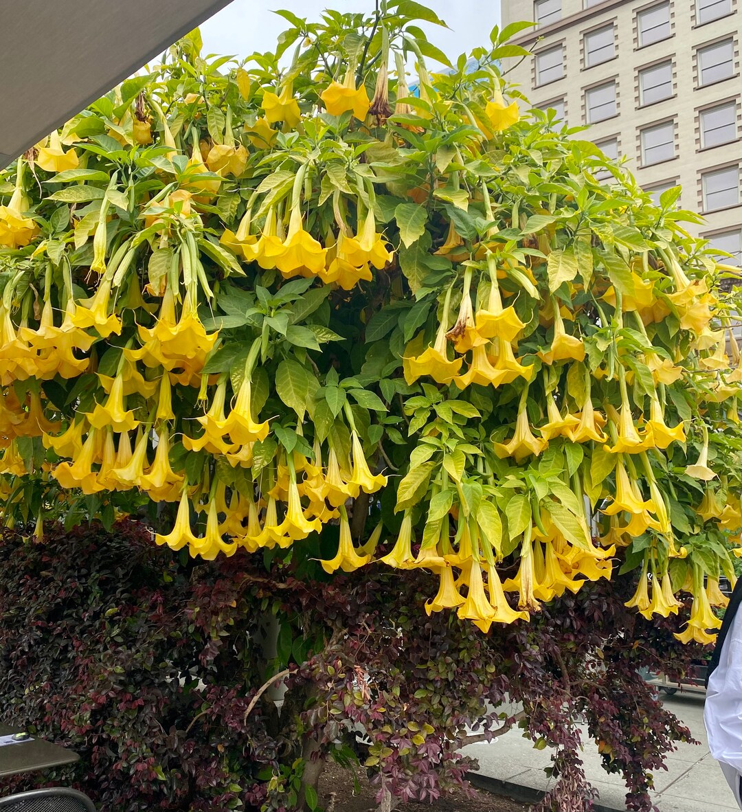Sale. Charles Grimaldi Brugmansia, Well Rooted Plants - Etsy