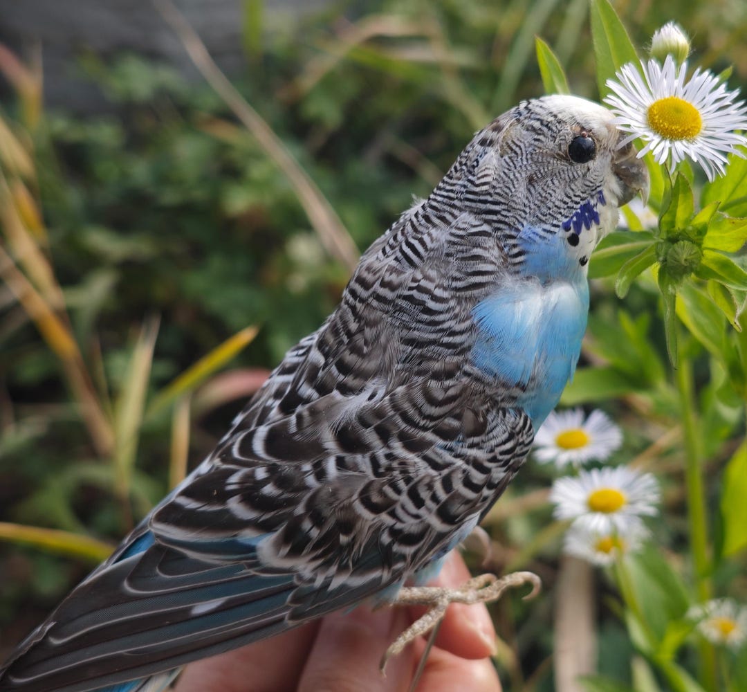 Ethical Budgie Taxidermy | Real Blue Parakeet Specimen| Natural History ...