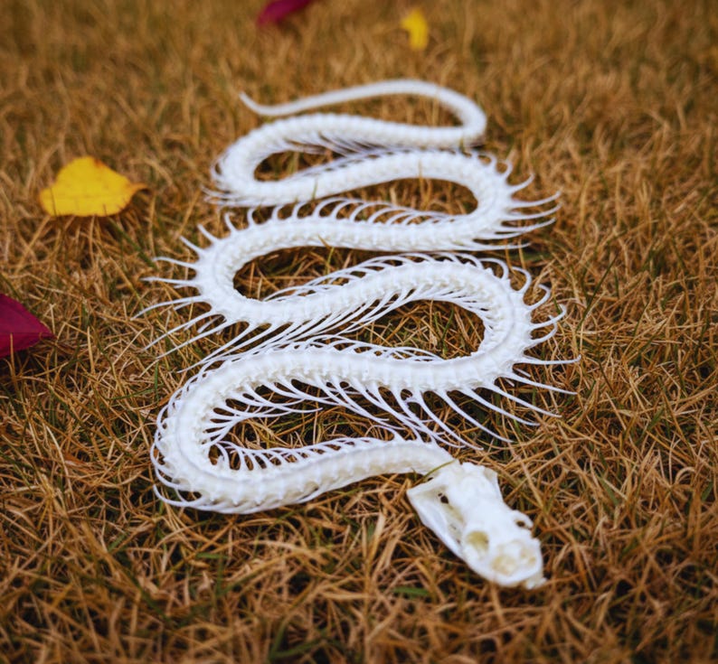 Real Snake Skeleton | Ethically Sourced Snake Bone Specimen | Natural ...