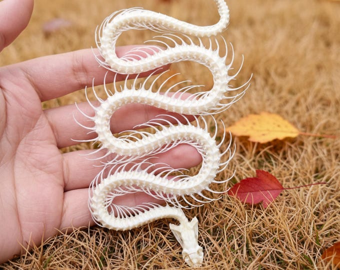 Alligator Gar Skull - Etsy