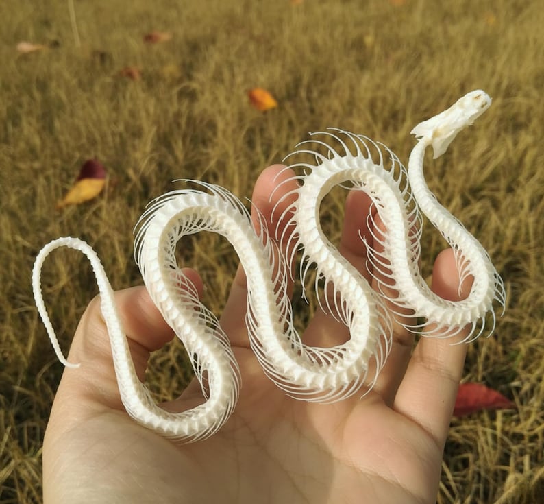 Real Snake Skeleton | Ethically Sourced Snake Bone Specimen | Natural ...