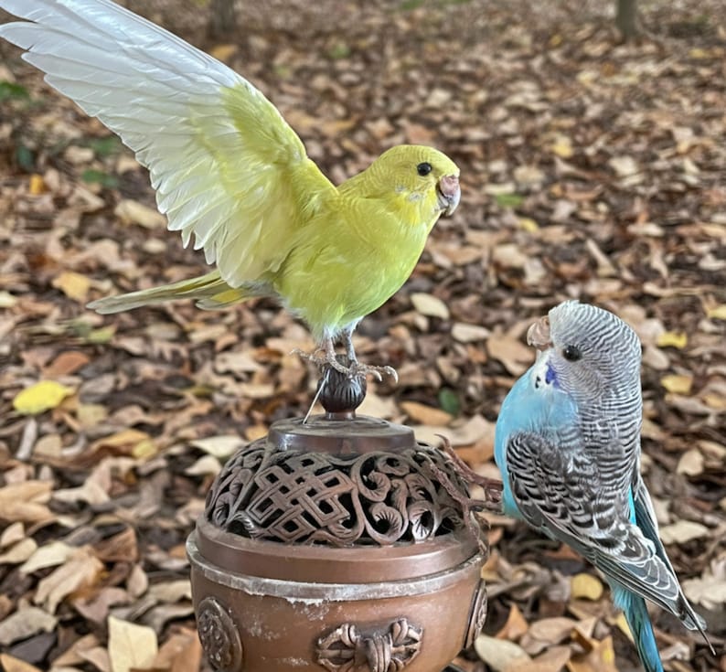Ethical Budgie Taxidermy | Real Blue Parakeet Specimen | Natural ...