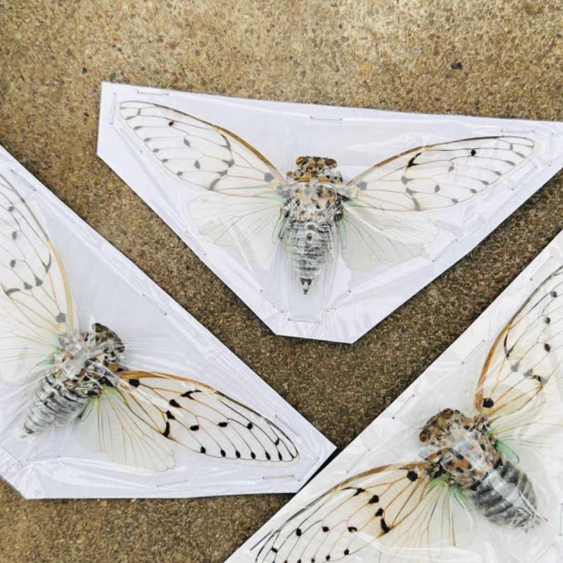 Ethically Sourced Ghost Cicada Specimen | Real Cicada Wings | Insect ...