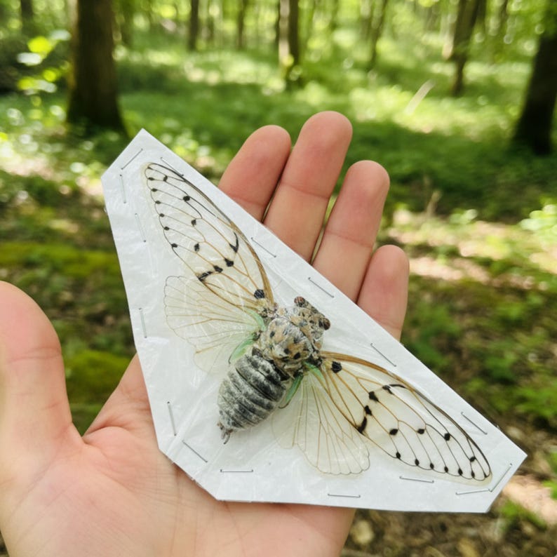 Ethically Sourced Ghost Cicada Specimen | Real Cicada Wings | Insect ...