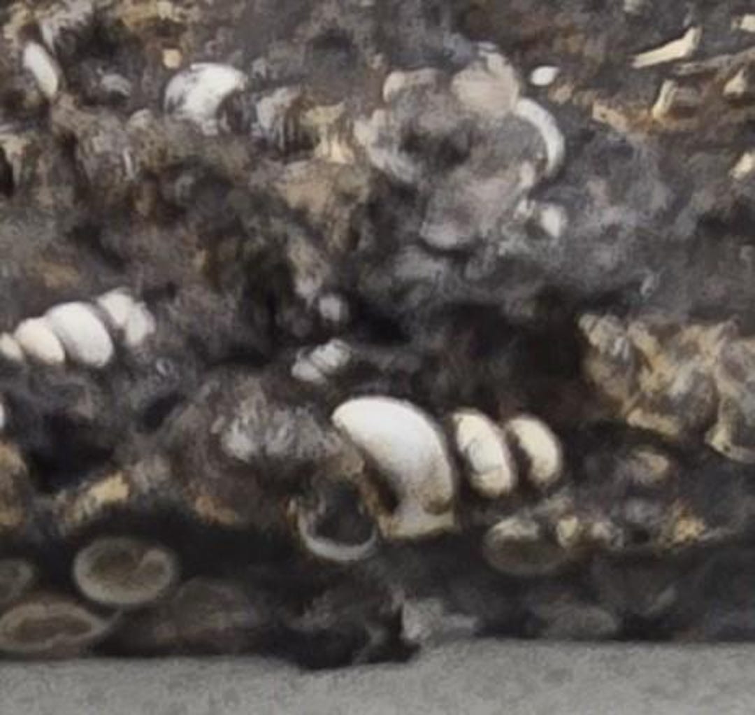 Raw Surface Fossil Turritella Shell Jasper Slab RS1070 - Etsy