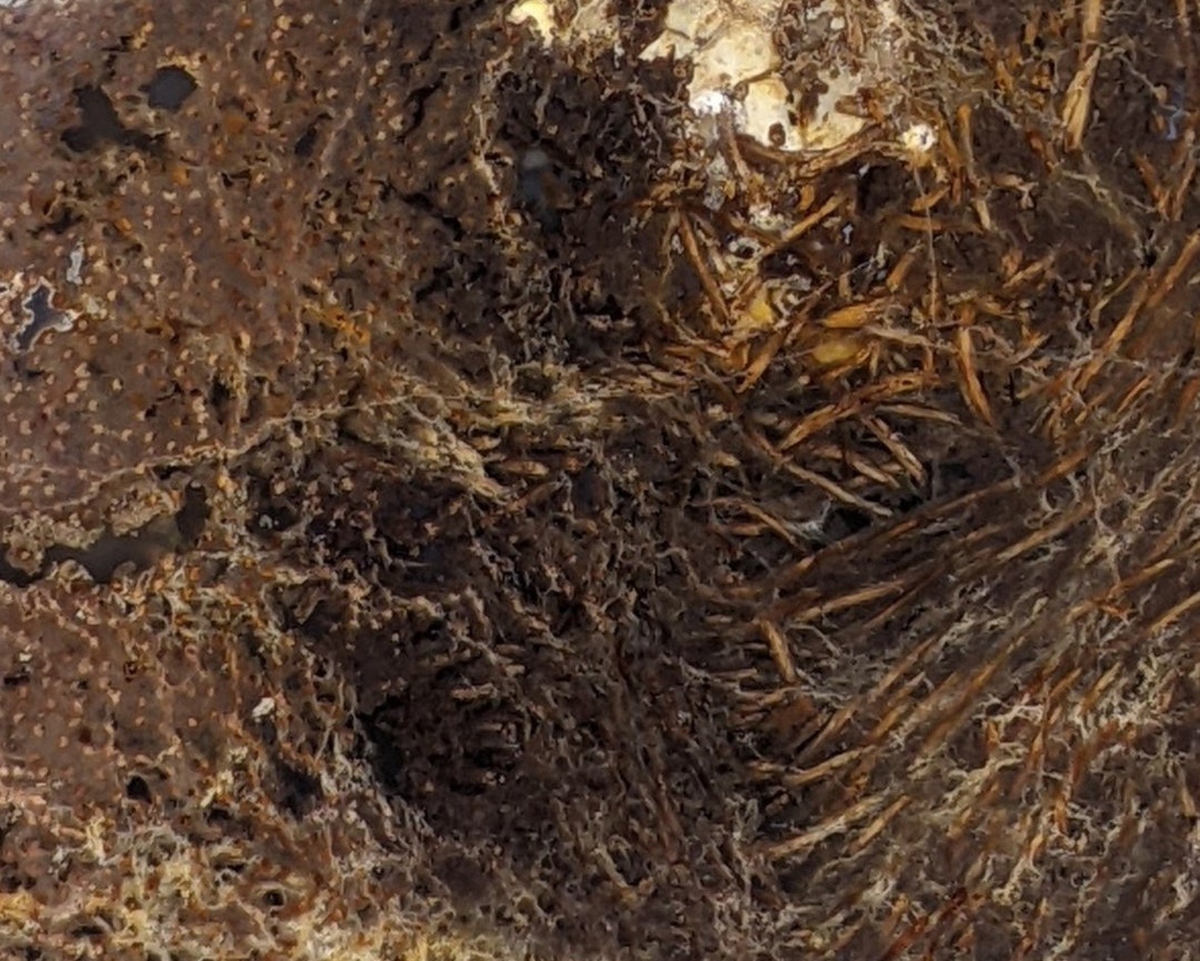 Texas Petrified Palm Wood Root Slab RS993 - Etsy