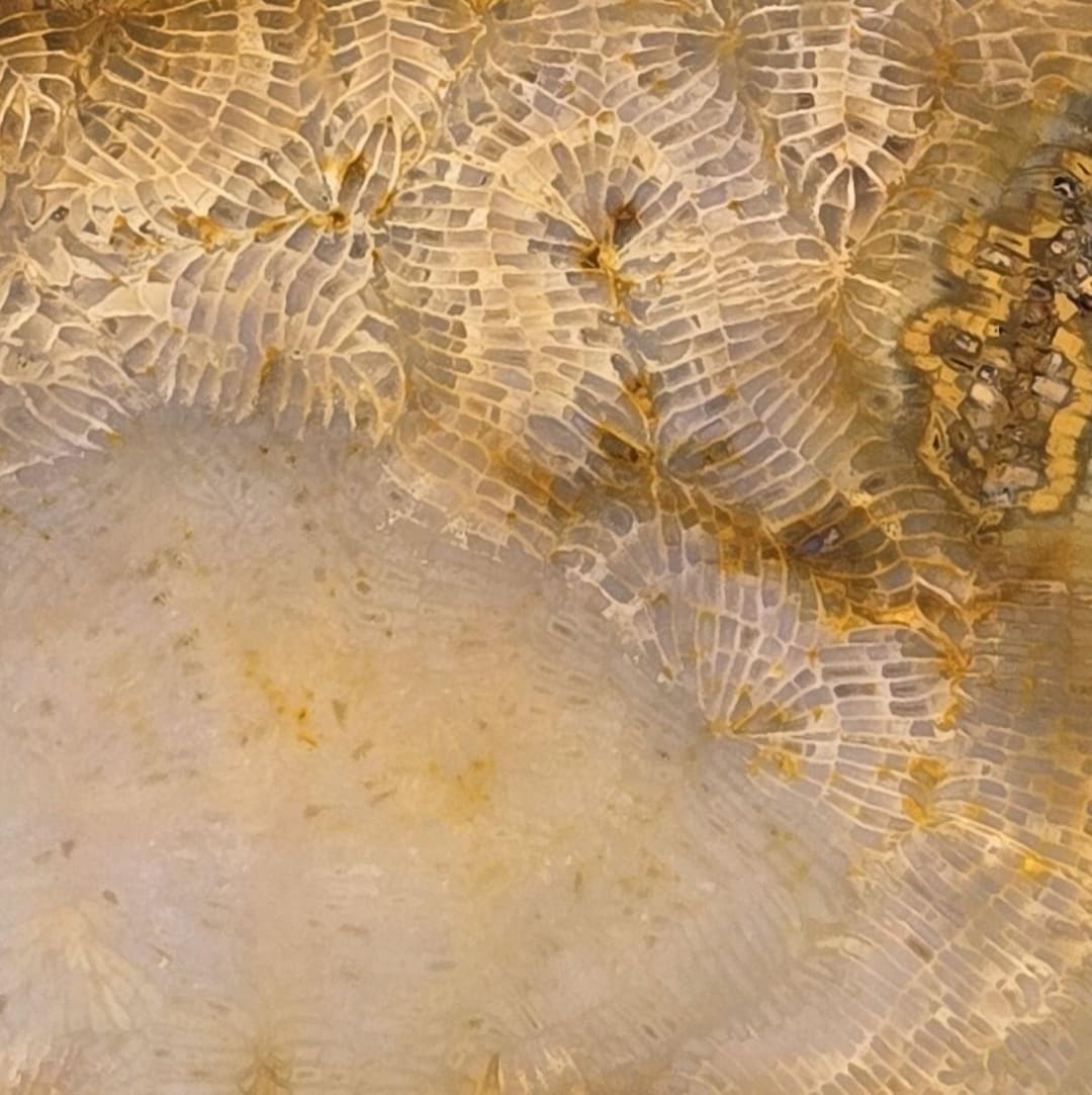 Agatized Coral Slab RS1123 - Etsy