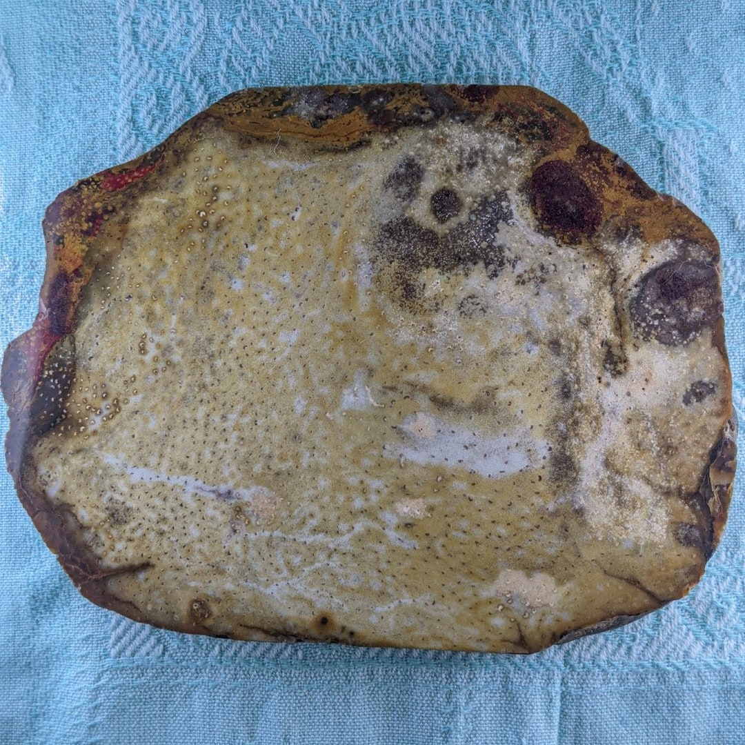 GIANT Polished Petrified Palm Wood Trunk Slab PS304 - Etsy