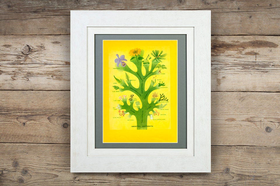 Original 1952 Floral Art Print - Vintage Flower Illustration of ...