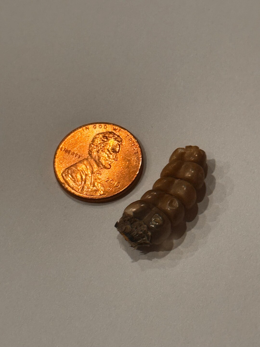 Authentic Rattlesnake Rattle – Real Keratin Tail Tip, Approx. 6 ...