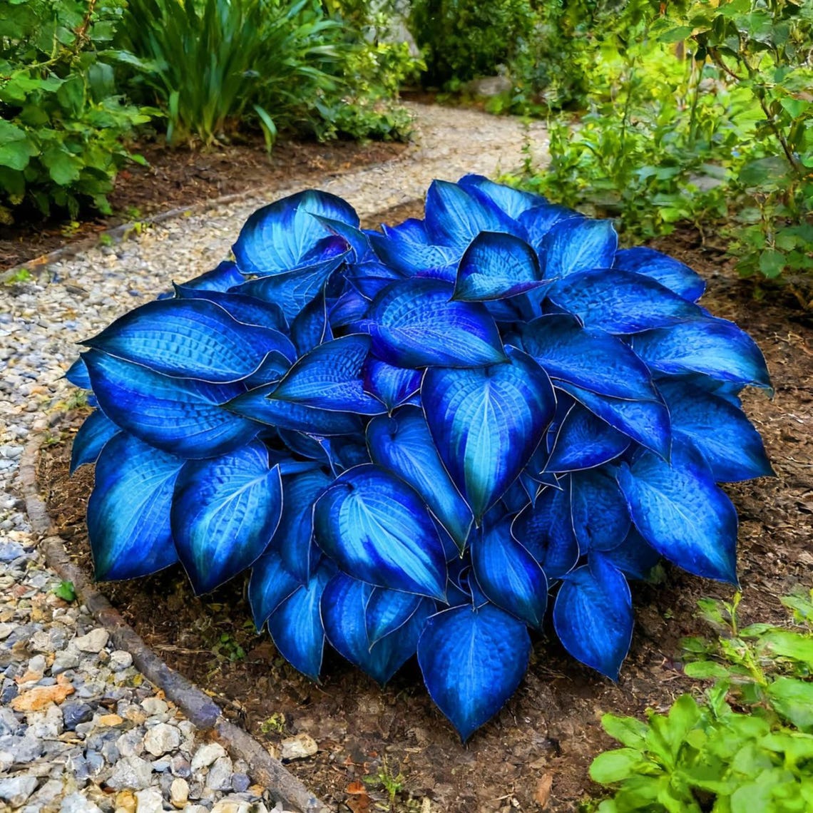 Blue Hosta Seeds – 315+ Perennial Outdoor Shade Garden Ornamental ...