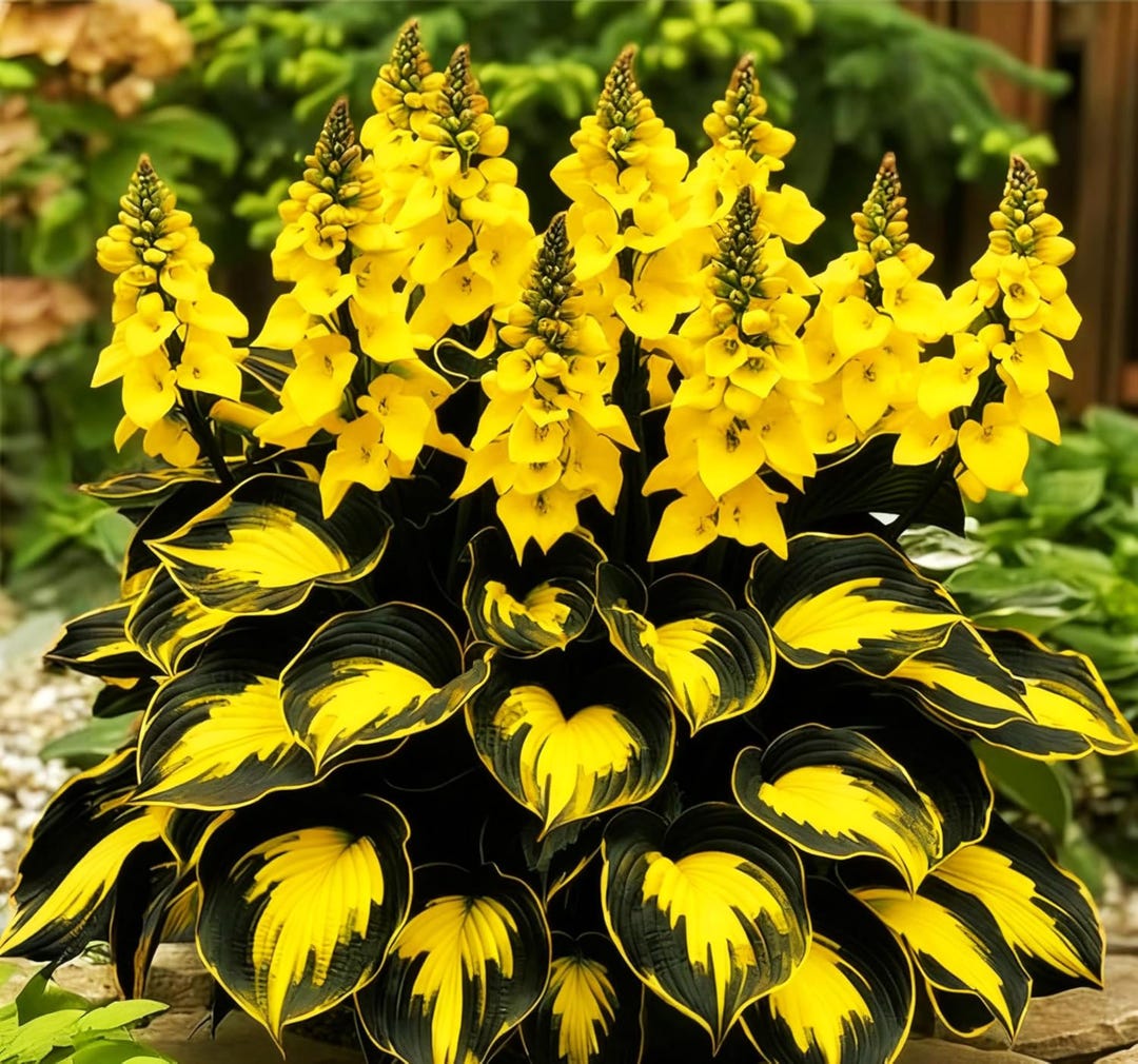 290+ Mixed Color Hosta Seeds Heirloom Non-gmo Garden Bonsai - Etsy