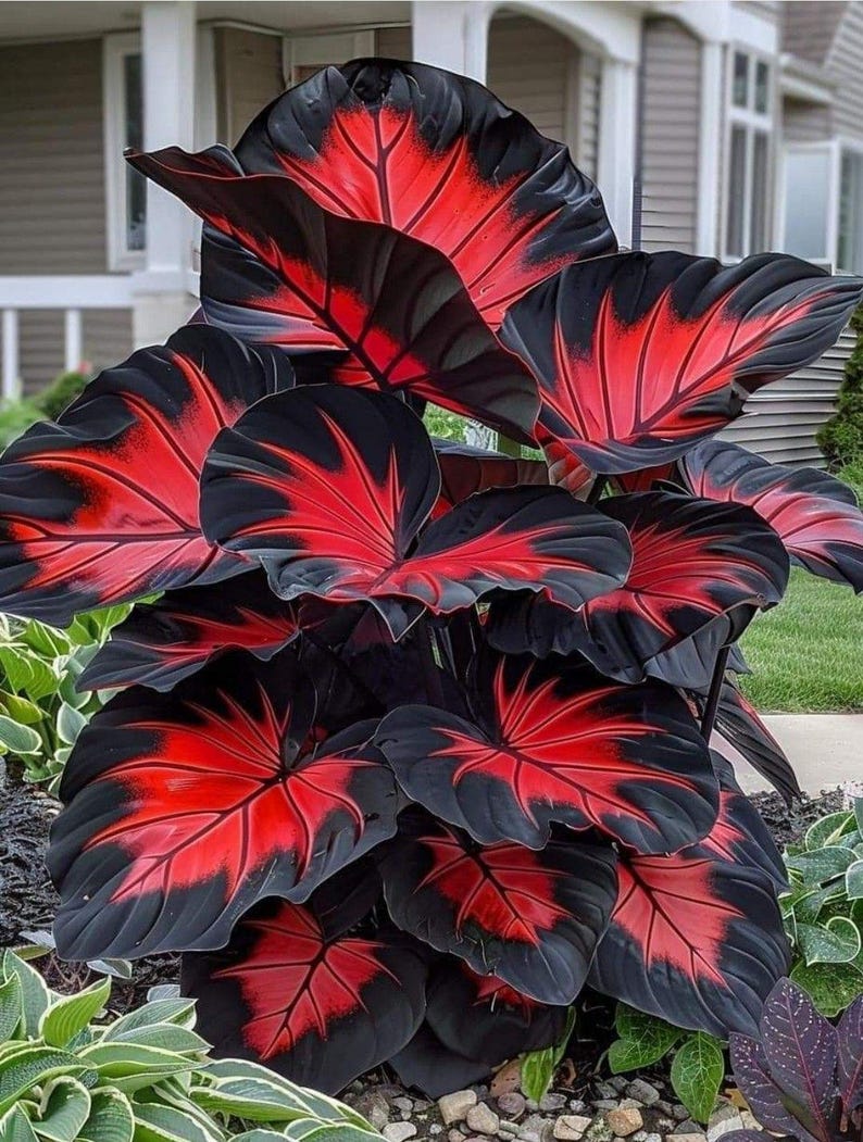 220+ Mixed Rare Hosta Seeds | Perennial Shade Plants | Attract Pollinators | Garden Decoration ...