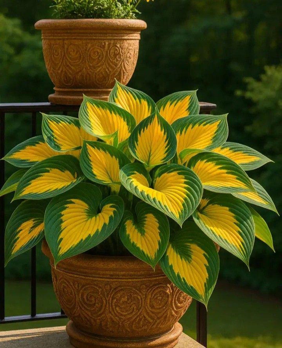 290+ Mixed Color Hosta Seeds | Perennial Non-gmo Heirloom | Garden ...
