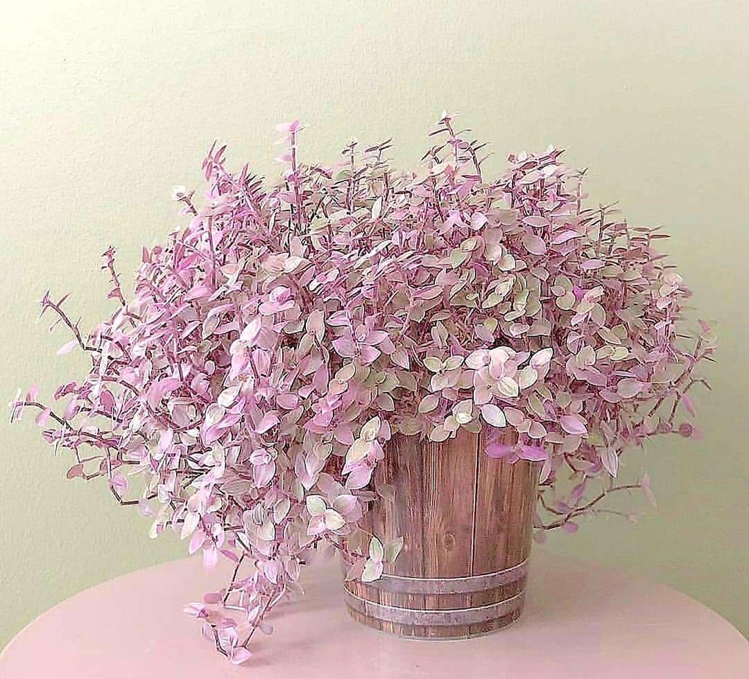 Callisia Repens Pink Lady| Mini Easy-care House Plant | Rooted Indoor ...