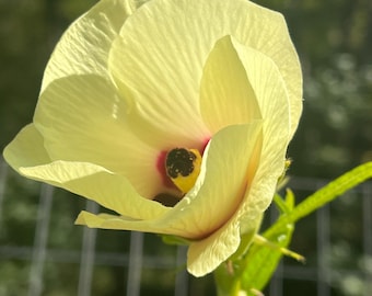 Clemson Spineless Okra | Heirloom - Etsy