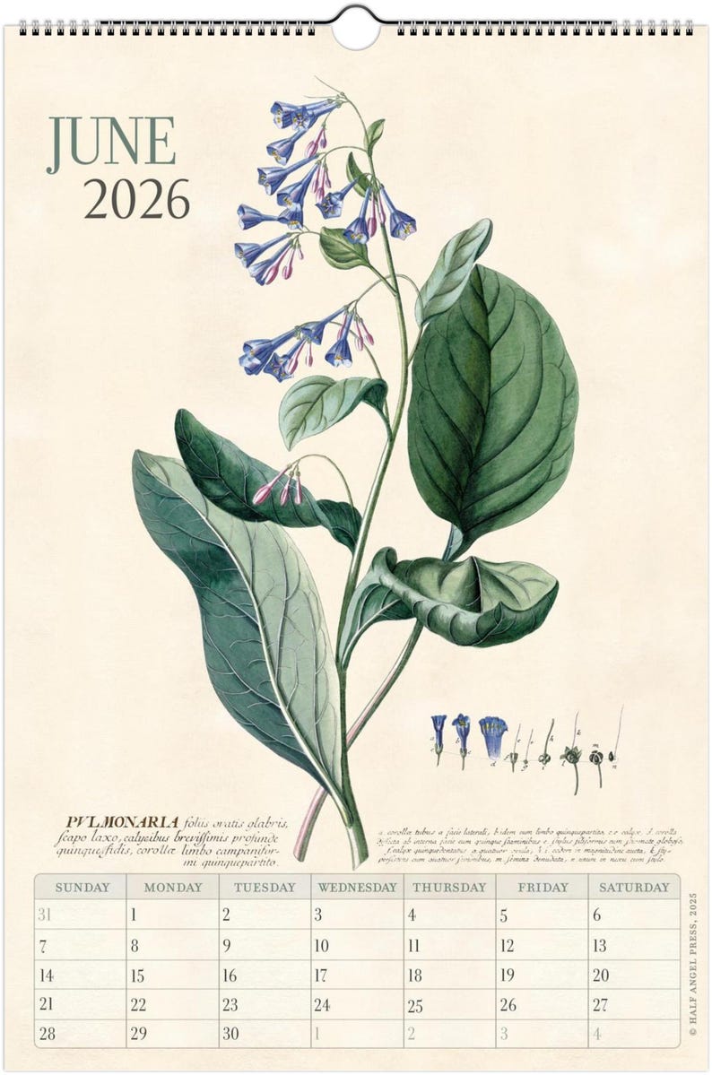 2026-2027 Vintage Floral Calendar, Restored Botanical Art | Large ...
