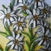 Edelweiss Iron on Embroidered Patches Set of 2 Appliques - Etsy