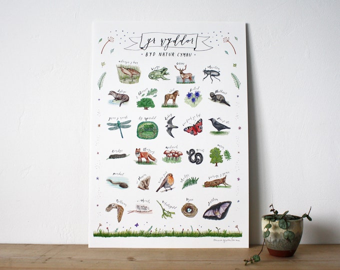 Yr Wyddor Byd Natur Cymru / Welsh Alphabet Nature in Wales - Etsy UK