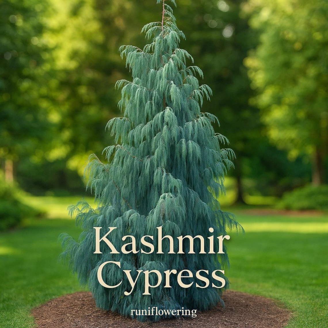 30 Kashmir Cypress Tree Seeds, Fragrant Weeping Evergreen, Elegant Blue ...