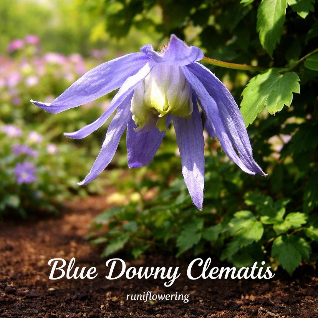 20 Blue Downy Clematis Seeds Clematis Macropetala, Hardy Climbing Vine ...