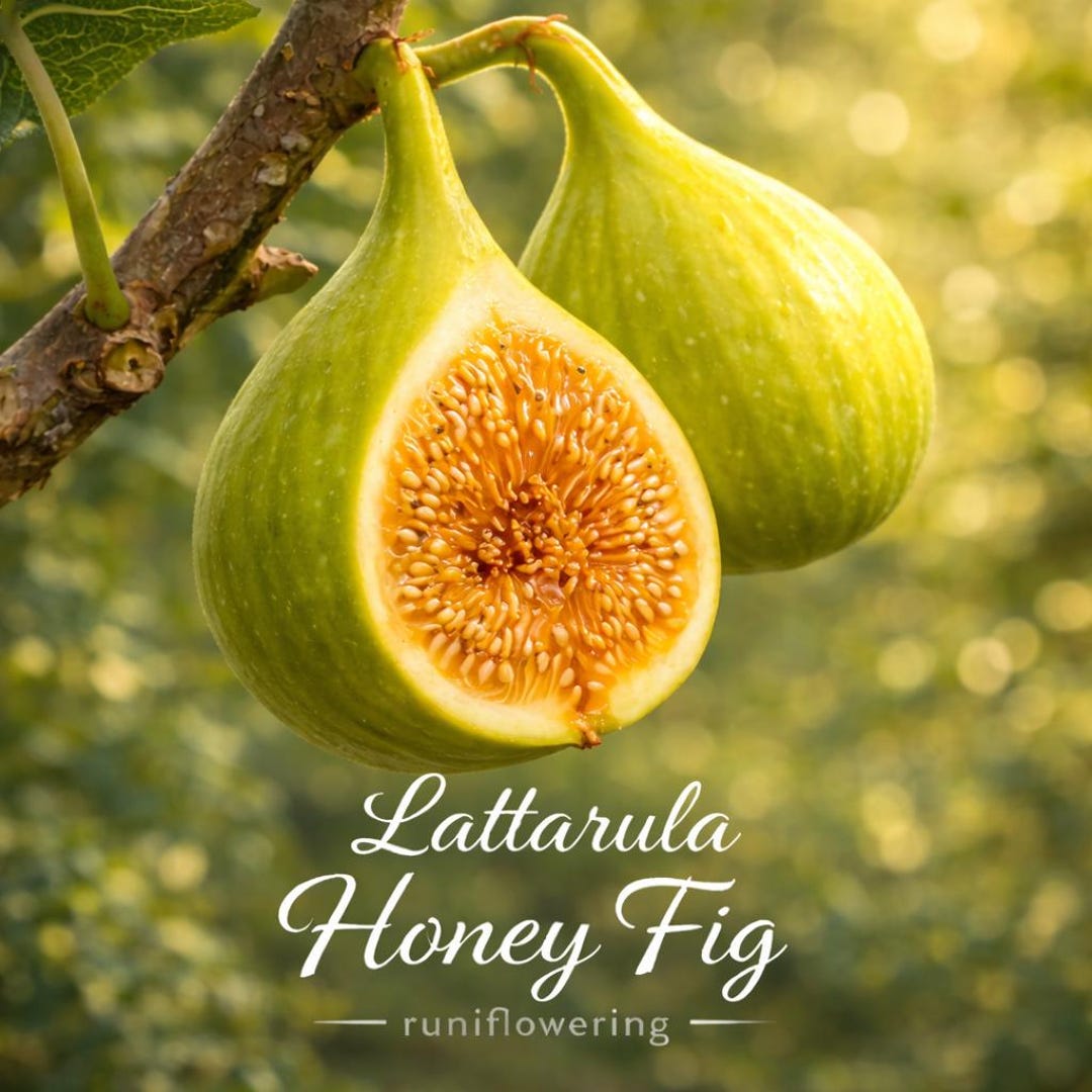 Lattarula Honey Fig Tree: Italian Sweet Fruit Live Plant - Etsy