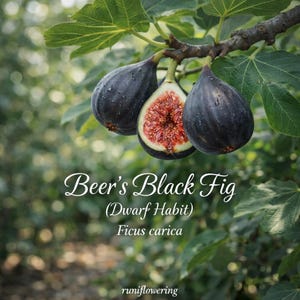 Beer's Black Fig Live Plant, Sweet Dark Purple Figs Dwarf Habit Cold ...