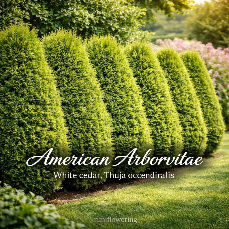 50 American Arborvitae Seeds, White Cedar Thuja Occidentalis, Hardy ...